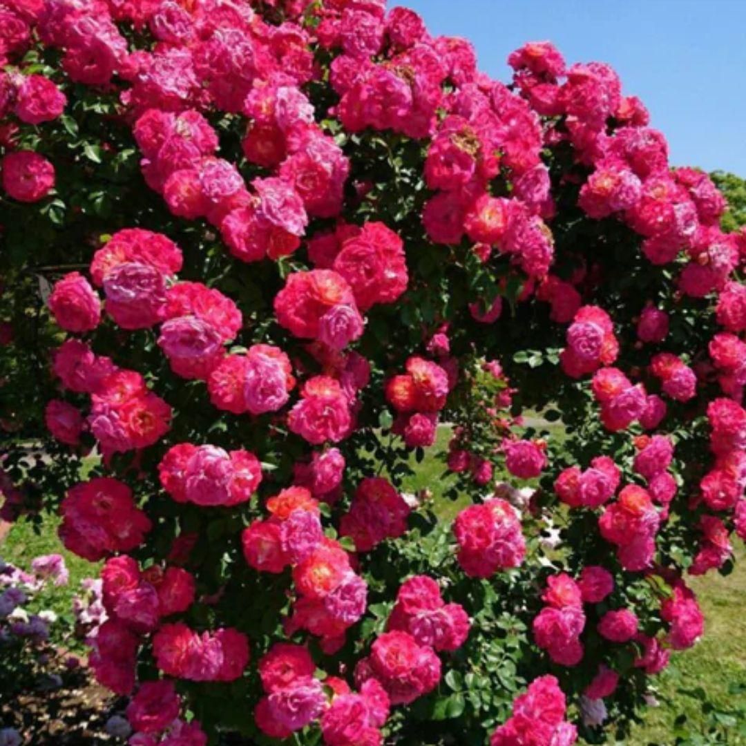 Elegant Climbing Rose Flower Seeds – Urban Street